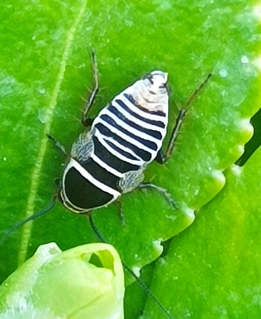 Palaearctic Leaf-running Cockroaches from 4405-648 Vila Nova de Gaia ...