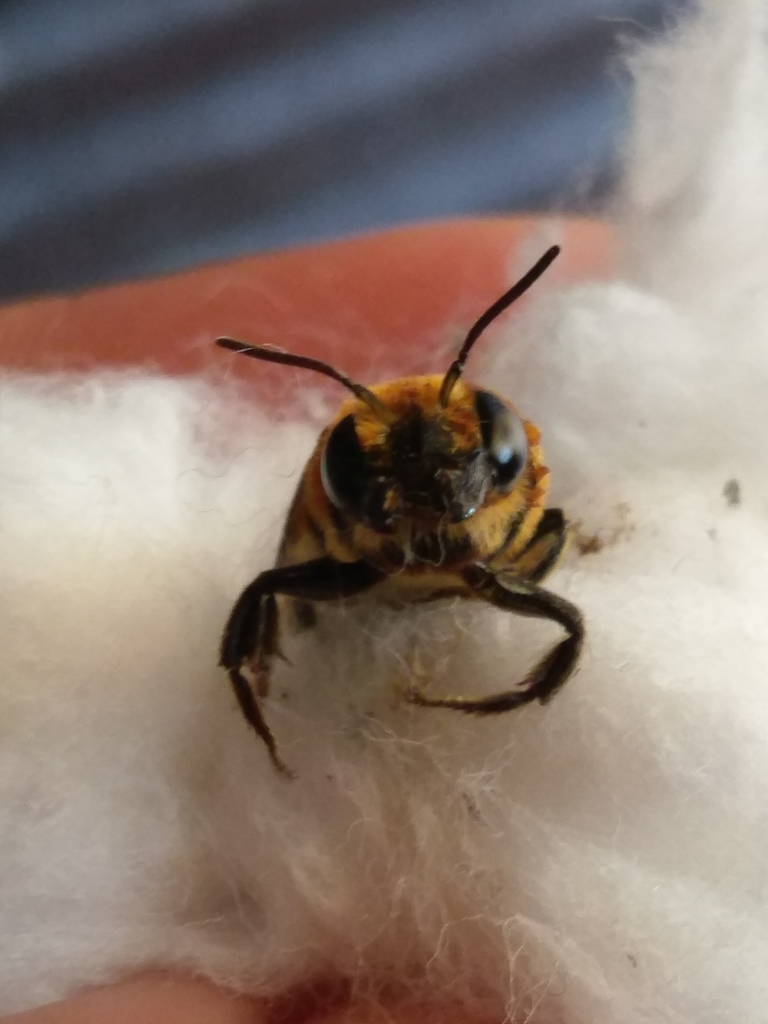Woolly Wall Bee from Don Bosco, Santa Cruz de Mao, República Dominicana ...