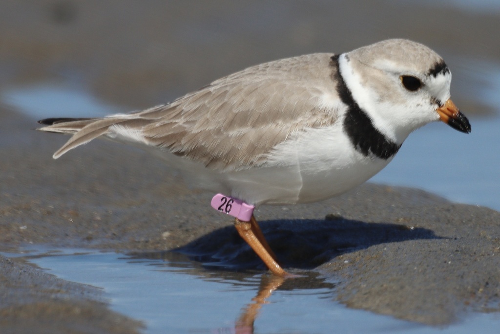 Piping Plover in March 2022 by liam Norton. Banded #26 · iNaturalist