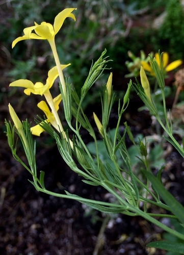 Showy Menodora (Menodora longiflora)