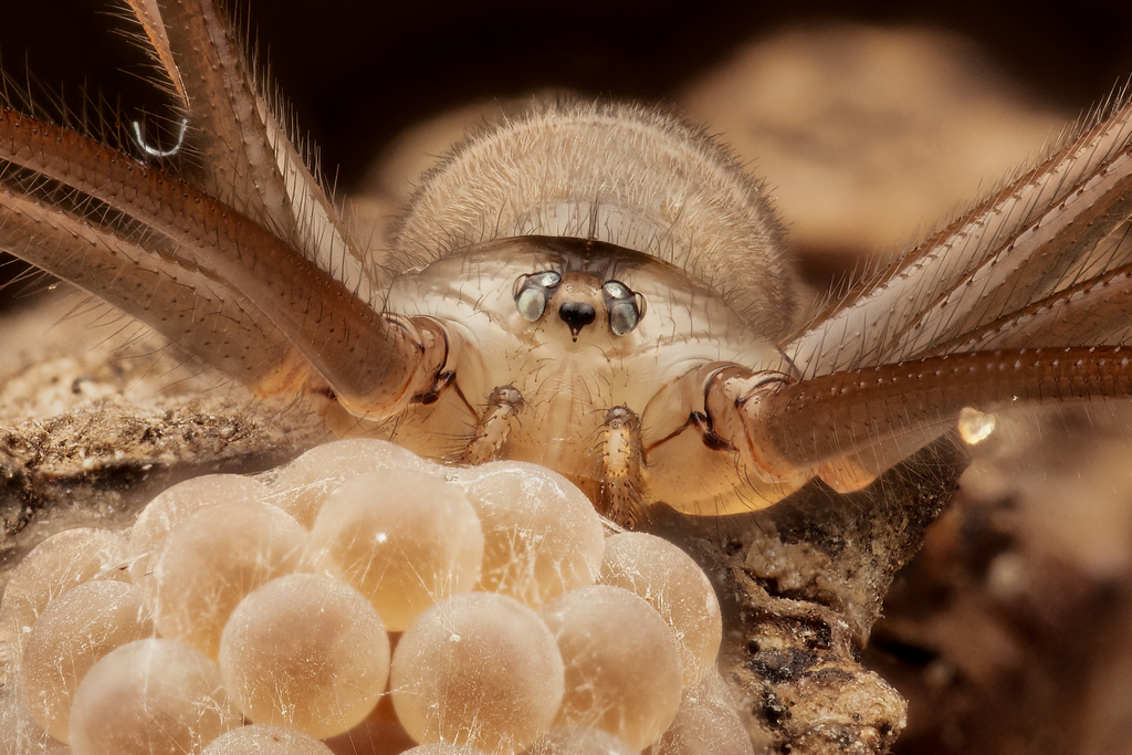 Long-bodied Cellar Spider from Kastrup, Danmark on March 29, 2022 at 10 ...