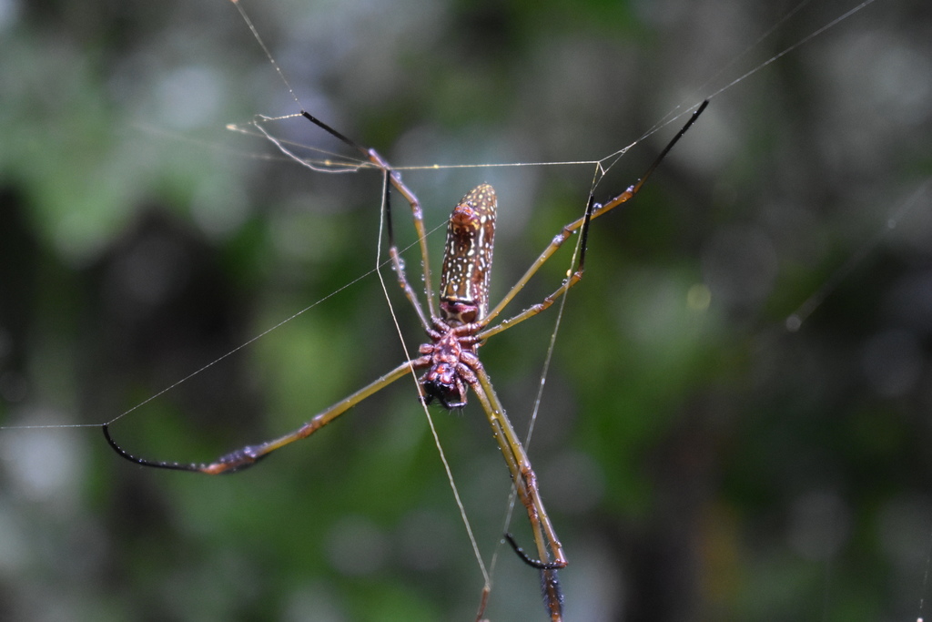 Golden Silk Spider from Madre De Dios, Peru on March 9, 2022 at 08:51 ...