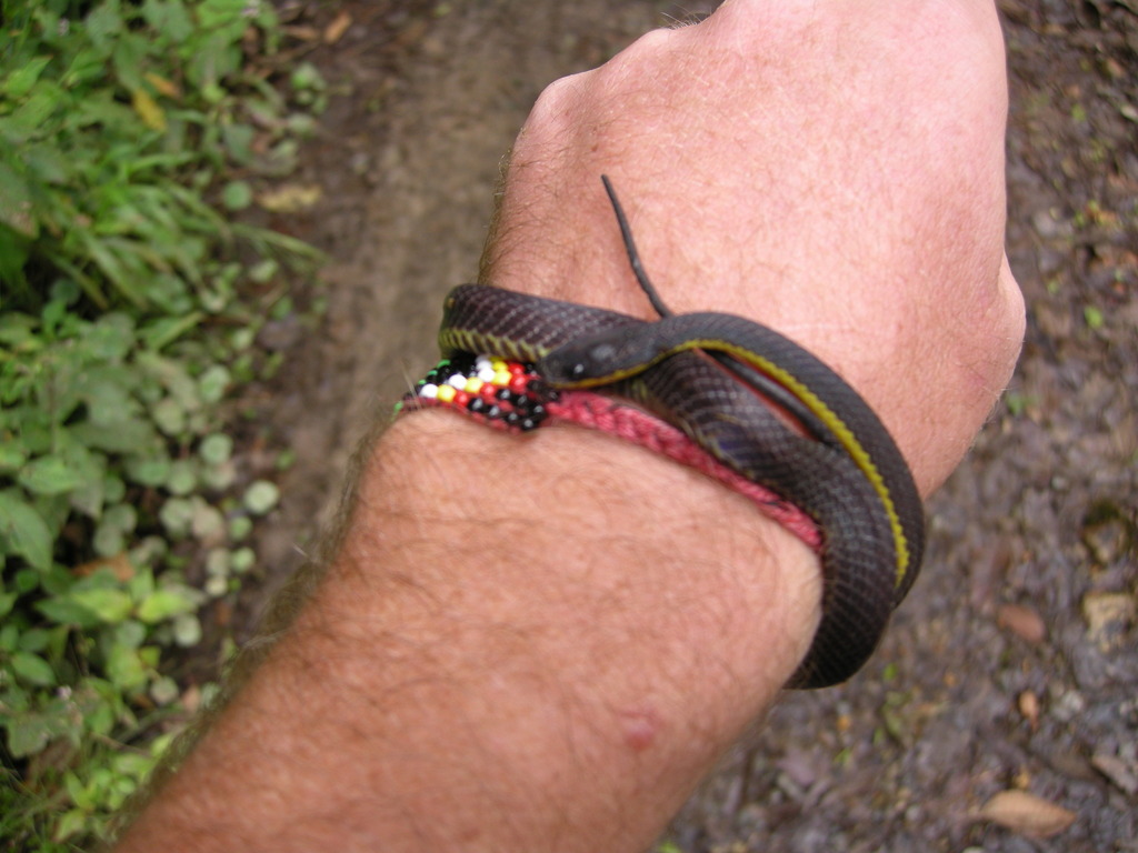 Shadow Snakes from El Cairo, Valle del Cauca, Colombia on March 13 ...