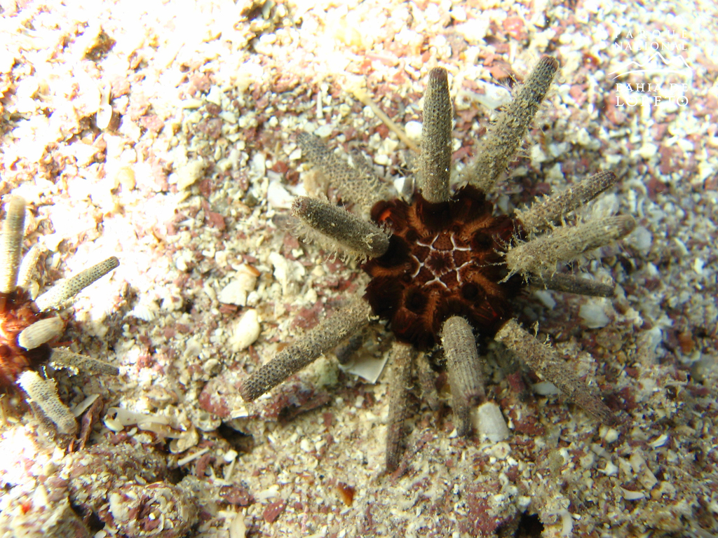 slate pencil urchin from 23880 Loreto, B.C.S., México on November 06 ...