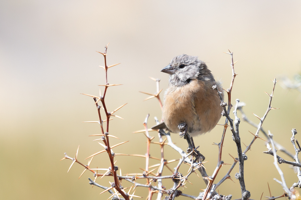 Gray-hooded Sierra-Finch from Meseta del Lago Buenos Aires, Santa Cruz ...