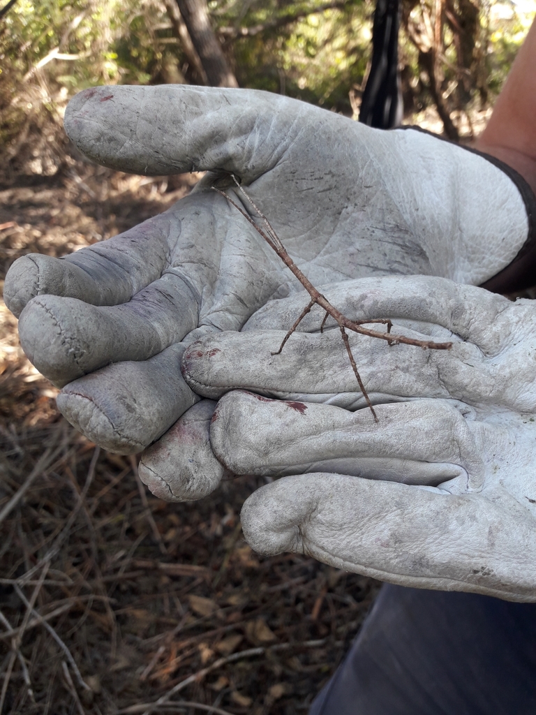 New Zealand Giant Stick Insect from Sheffield, New Zealand on March 31 ...