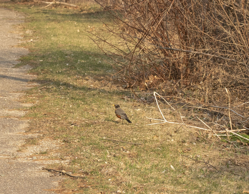 American Robin from Kalamazoo County, MI, USA on March 21, 2022 at 04: ...