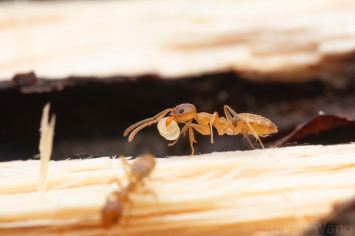 Technomyrmex innocens · iNaturalist