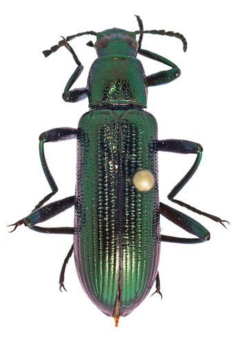 Strongylium violaceum · iNaturalist