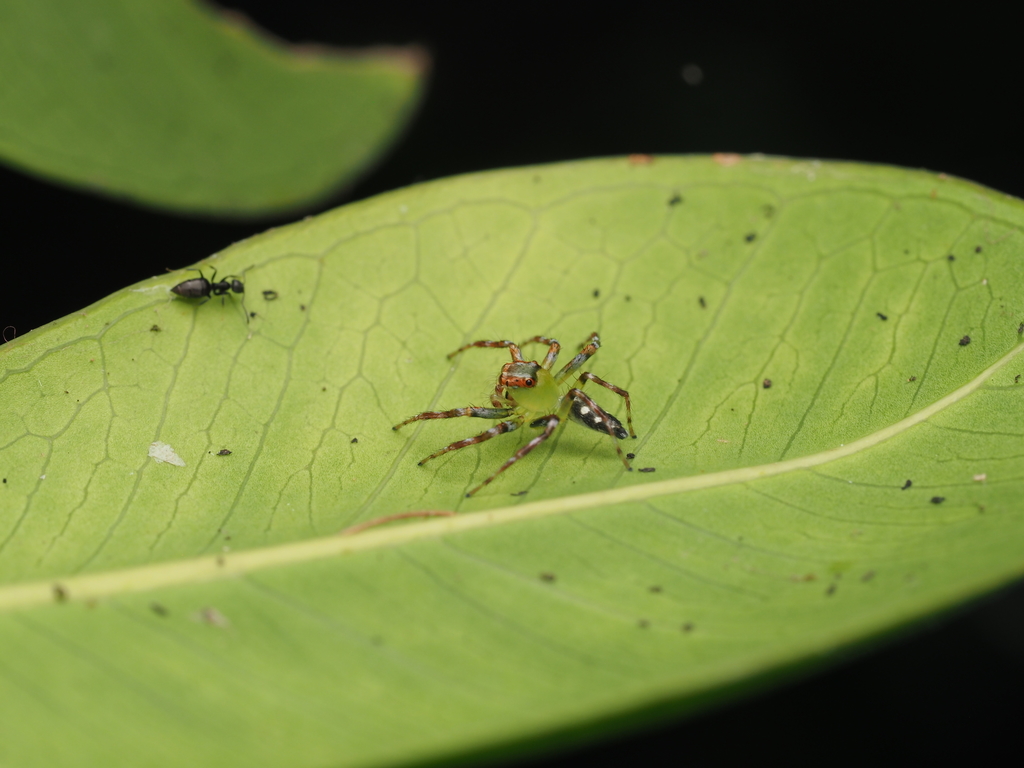 Pale-footed Ants and Allies from Kalalavadi, Karnataka, India on August ...