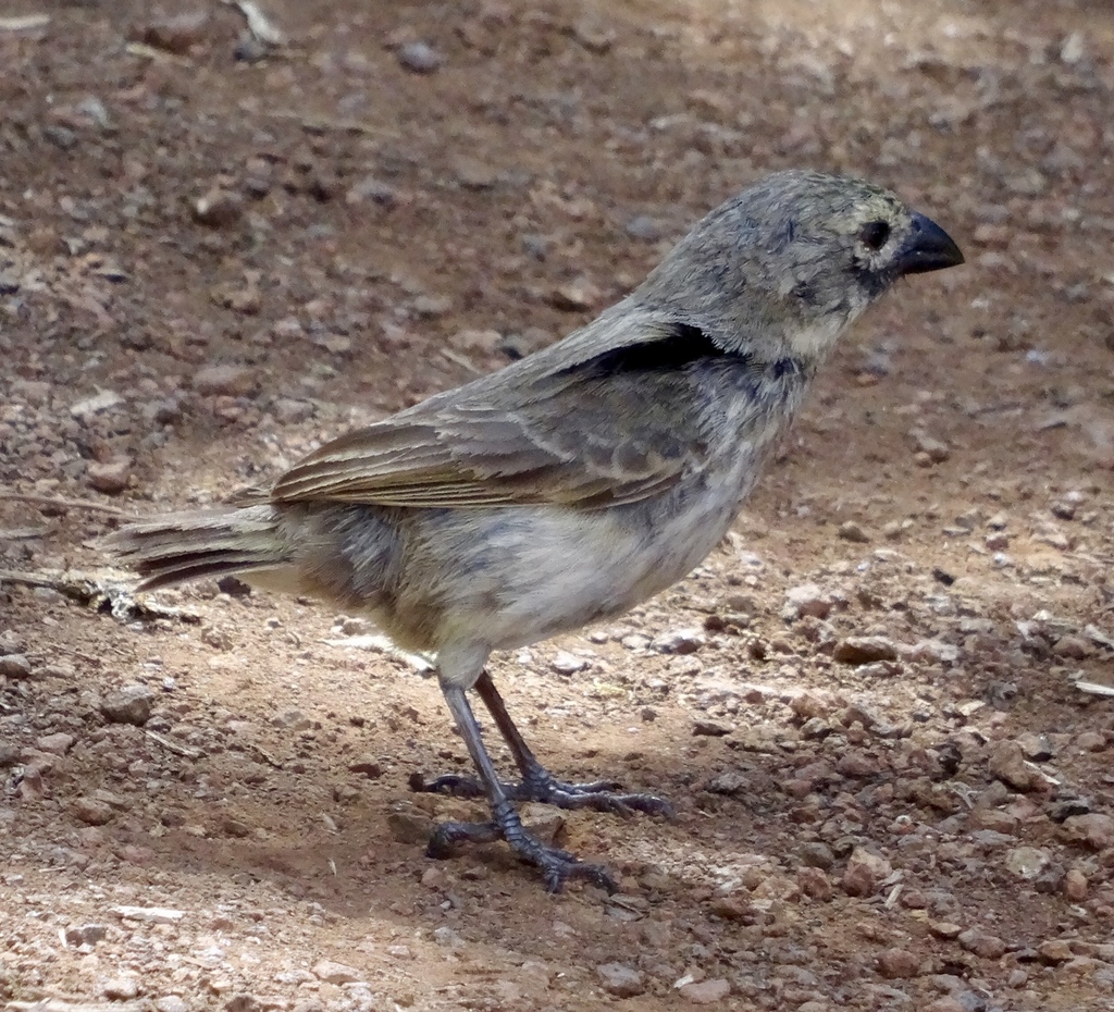 Small Tree-Finch from Galapagos Islands, Santa Cruz, Galapagos, EC on ...