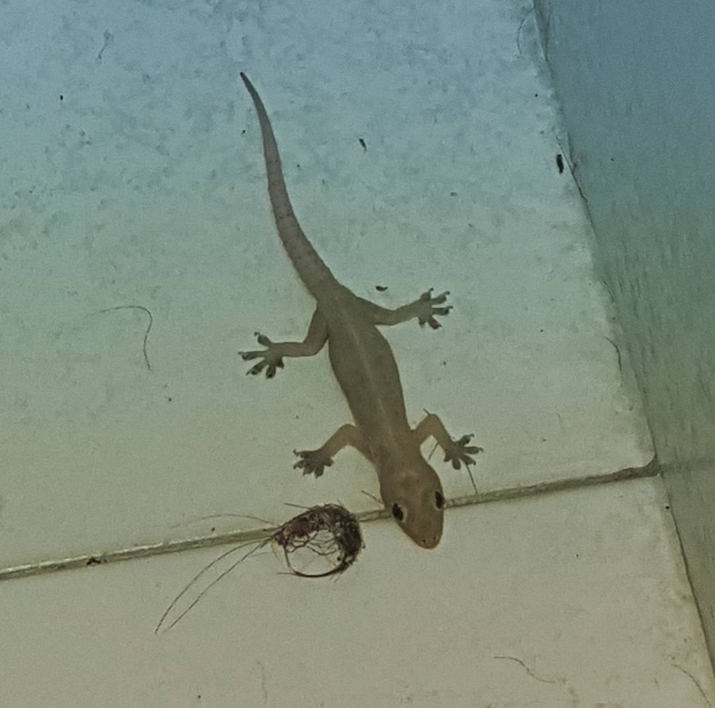 Common Four-clawed Gecko in March 2022 by hectorivan · iNaturalist