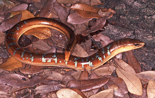 Género Dopasia · iNaturalist Mexico