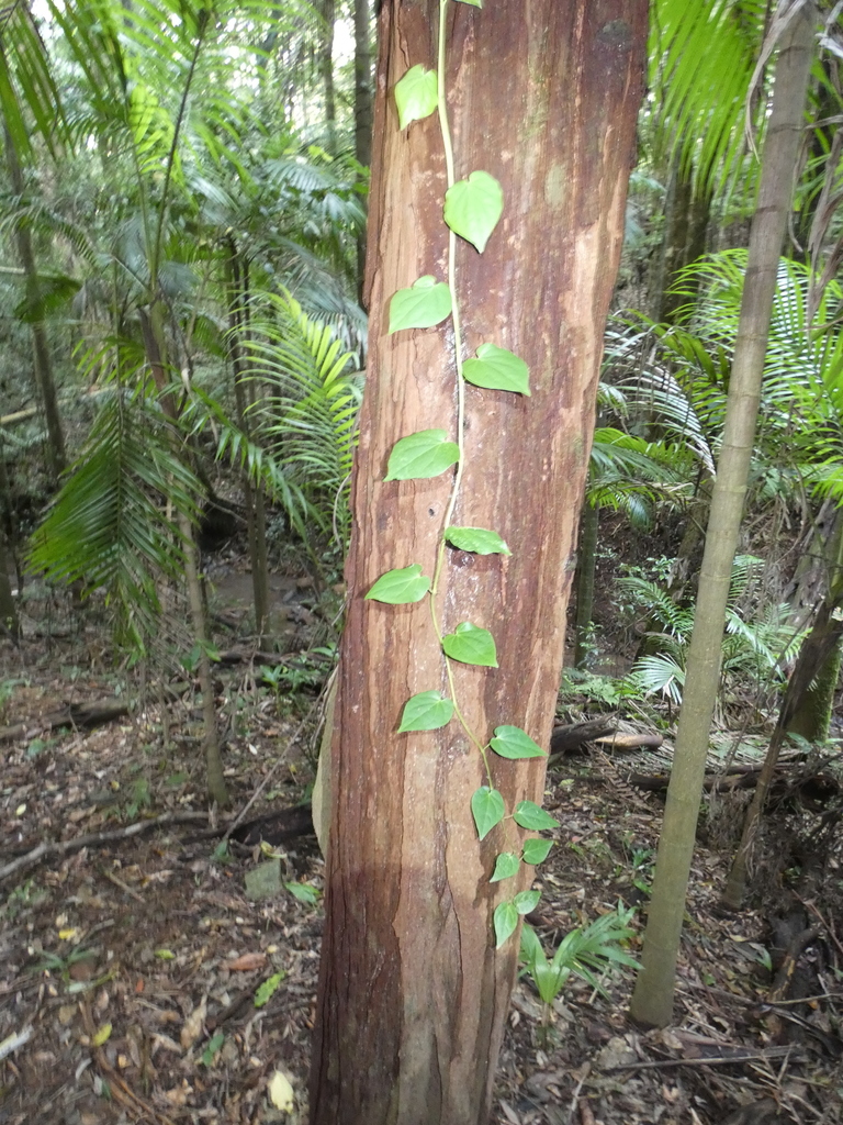 Australian Pepper Vine from Mount Glorious QLD 4520, Australia on March ...