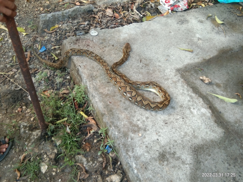 Reticulated Python from Tagbilaran City on March 31, 2022 at 09:25 AM ...