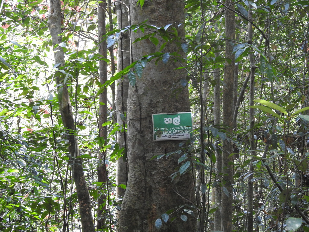 Vateria Copallifera In April 2021 By Jatie Group · Inaturalist