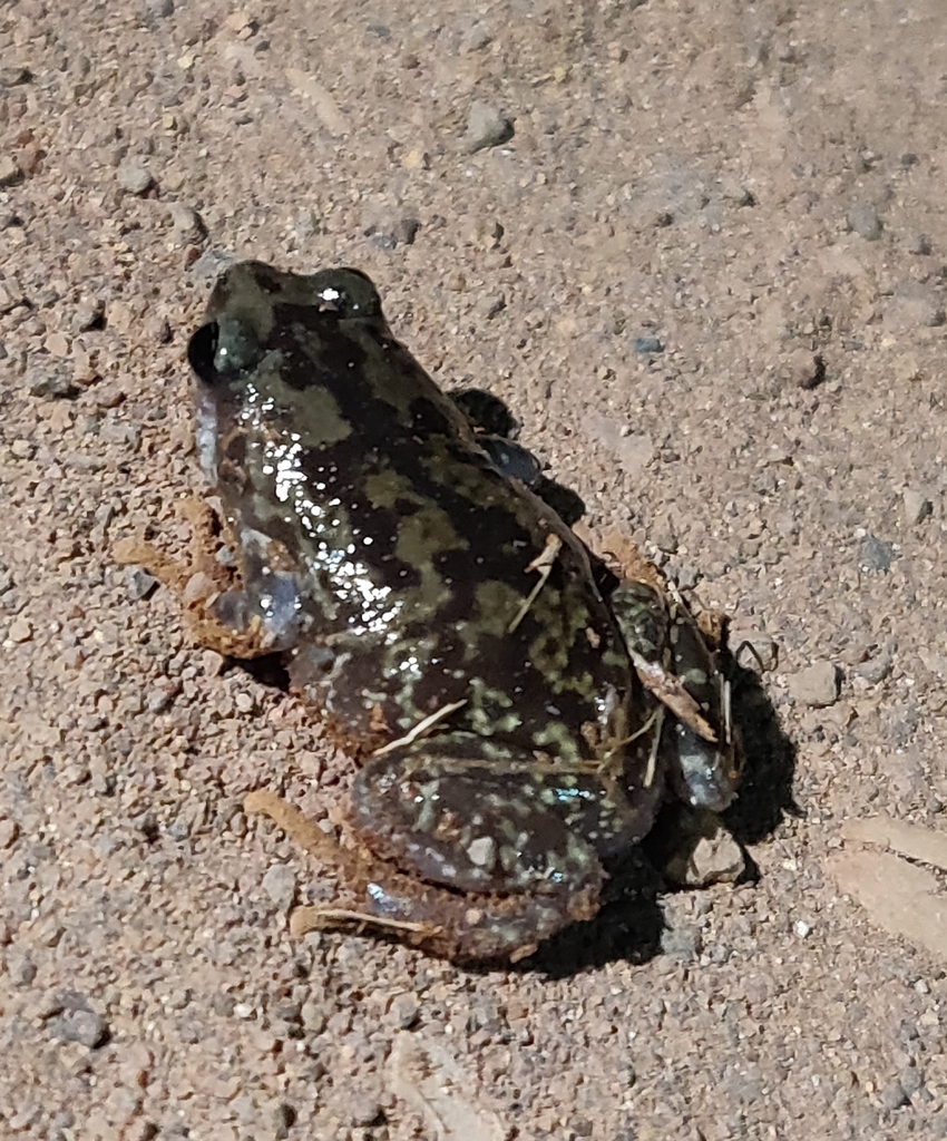 White-bellied pug-snout frog from Andhra Pradesh 534199, India on March ...