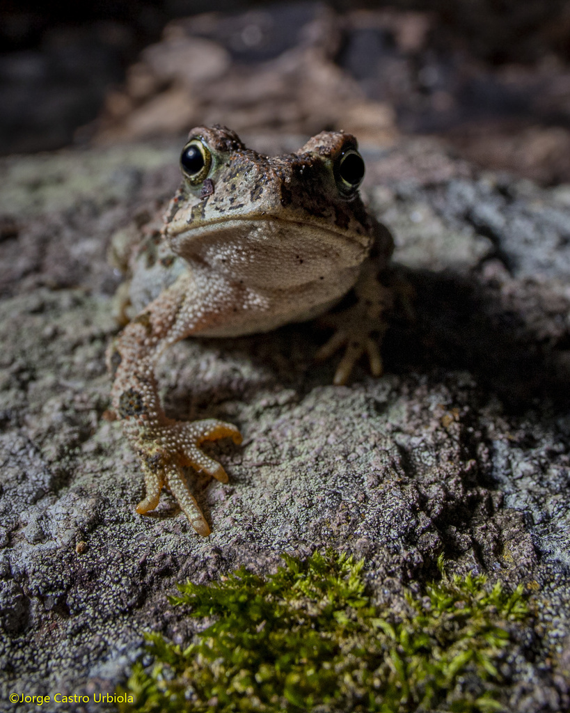 Pine Toad from Rioverde, S.L.P., MX on March 31, 2022 at 06:47 AM by ...