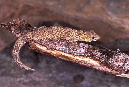 New Caledonian Chameleon Geckos (Genus Eurydactylodes) · iNaturalist