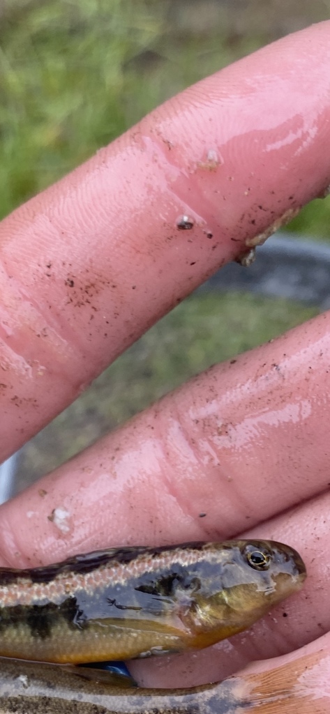 Tennessee Snubnose Darter in March 2022 by Lyon-Wallace. This top fish ...