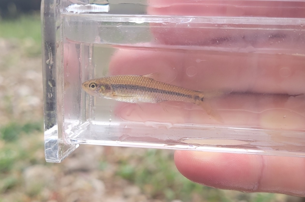Topeka Shiner in October 2021 by Brandon Brooke · iNaturalist
