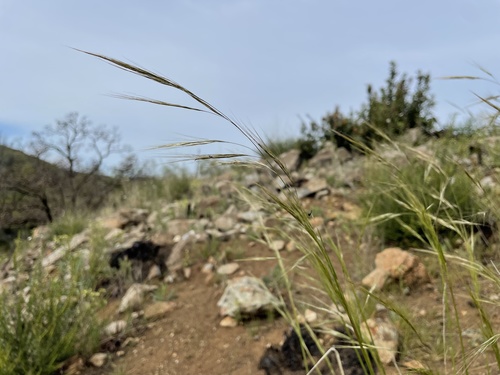Foothill needle grass (Nassella lepida)