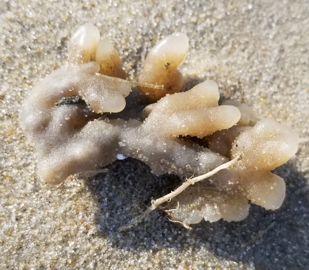 Alcyonidium verrilli from Rehoboth Beach, DE, USA on March 30, 2022 at ...