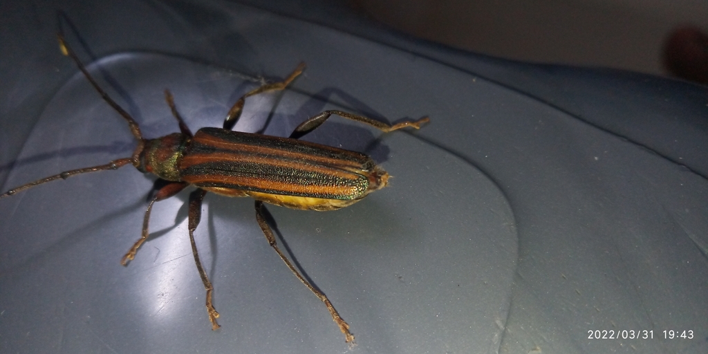 Lebbek Borer from 1939B, Sardar Nagar, Bhavnagar, Gujarat 364001, India ...