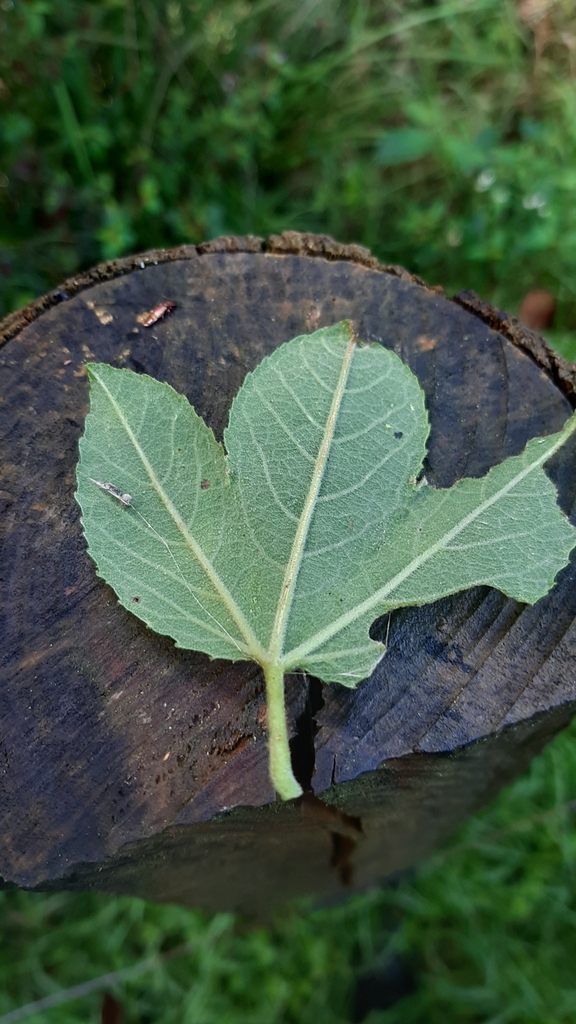 curuba desde San Pedro de los Milagros, Antioquia, Colombia el 30 de ...