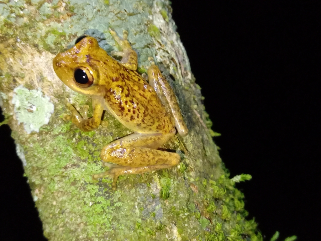 Mount Tucuche Tree Frog from Couva-Tabaquite-Talparo Regional ...