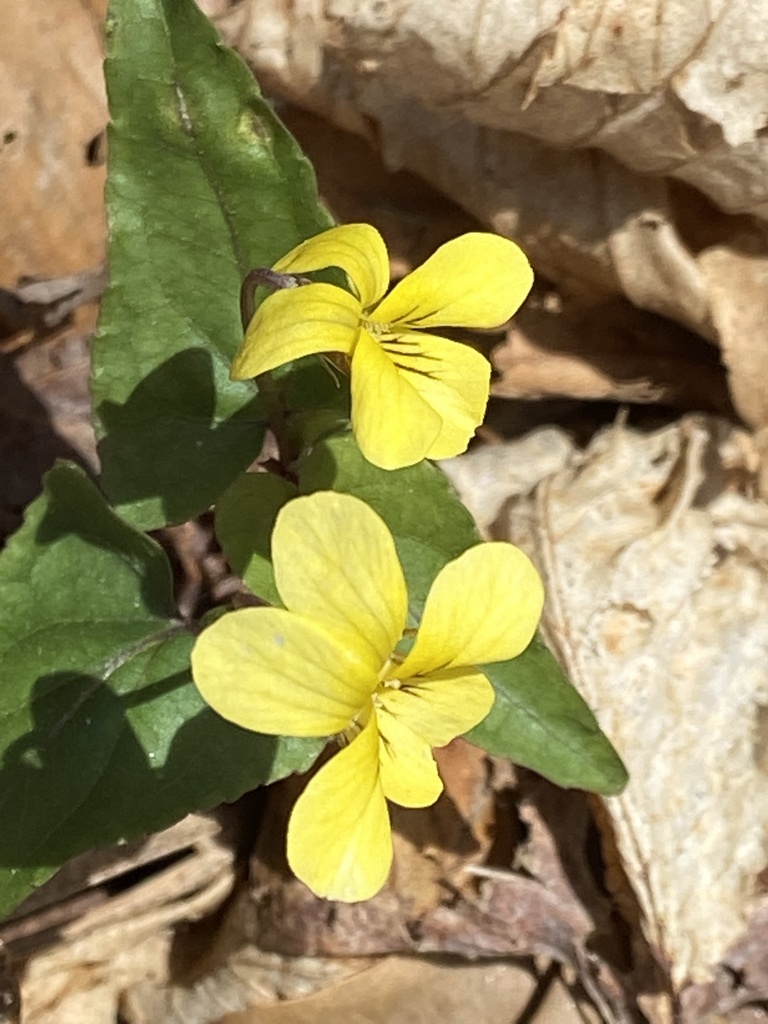 Halberd-leaved violet from Great Smoky Mountains National Park ...