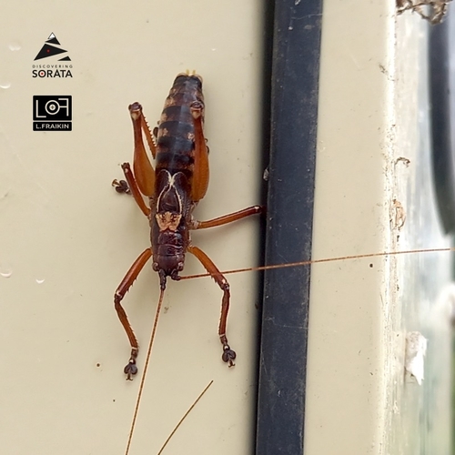 Brachyteleutias oculatus · iNaturalist