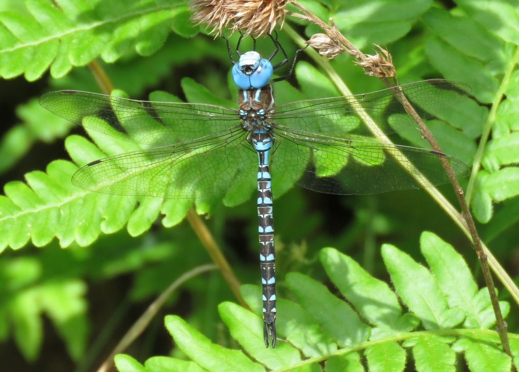 Spatterdock Darner in June 2018 by Allen Barlow · iNaturalist