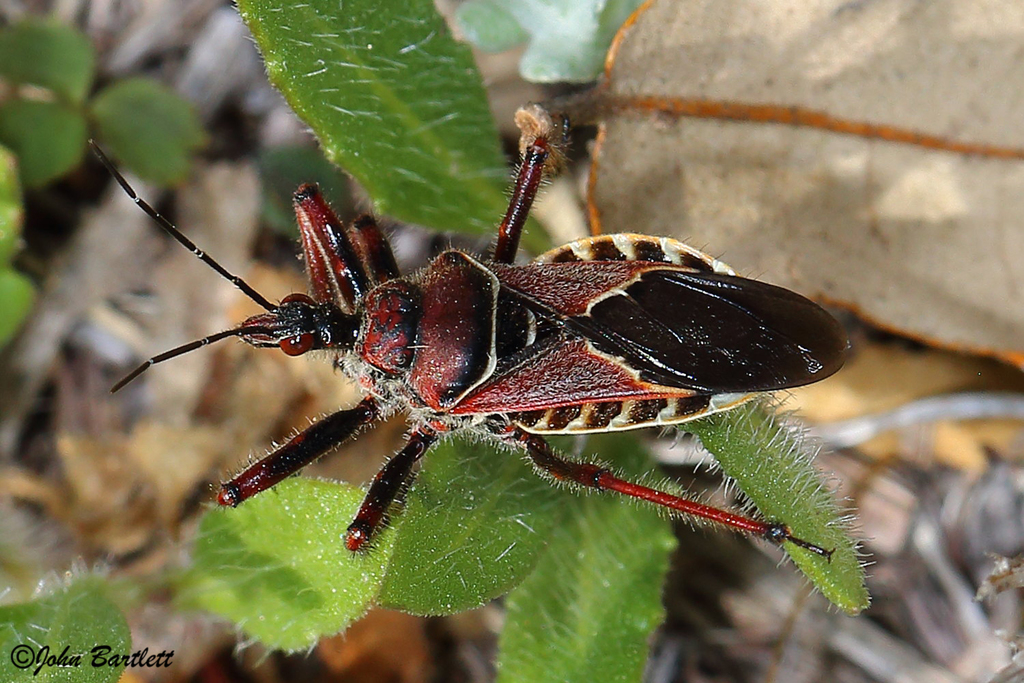 Apiomerus spissipes in March 2022 by backyardmacrophotos · iNaturalist