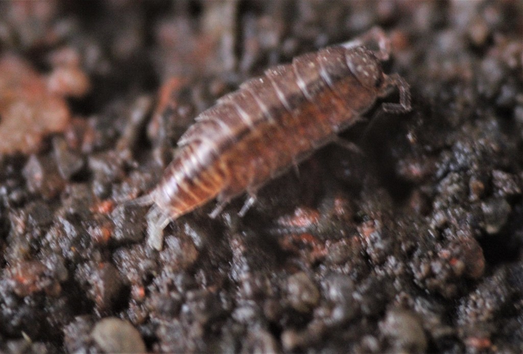 Common Pygmy Woodlouse from Oil City, PA 16301, USA on March 31, 2022 ...