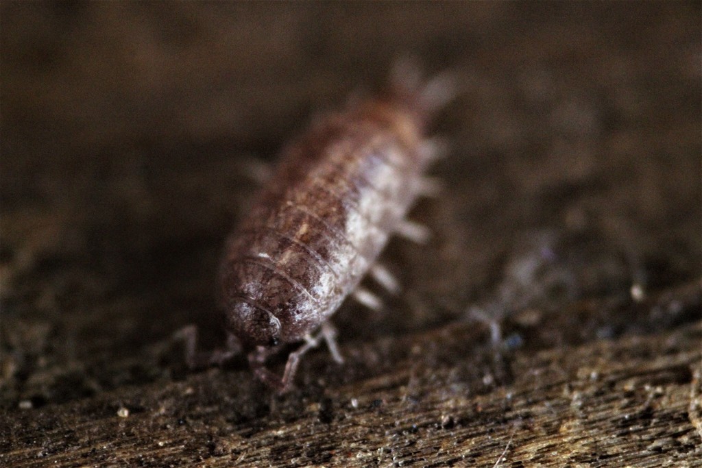 Common Pygmy Woodlouse from Oil City, PA 16301, USA on March 31, 2022 ...