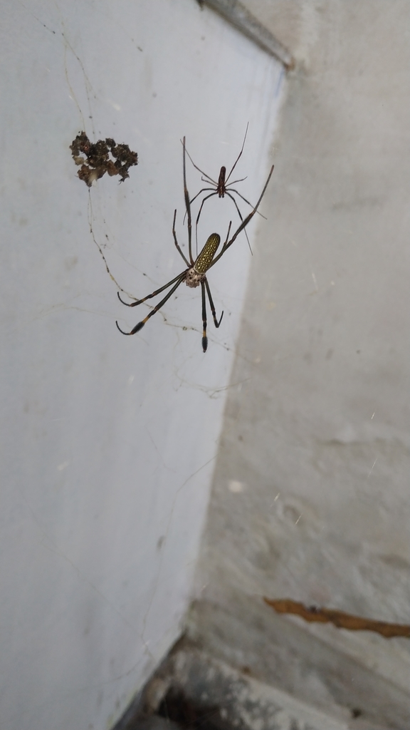 Golden Silk Spider from Angola, Betim - MG, 32604-098, Brazil on ...