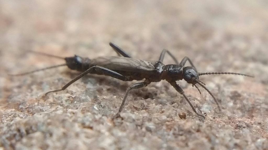 Boreal Snowfly from Sussex Corner, NB E4E 2X6, Canada on March 31, 2022 ...
