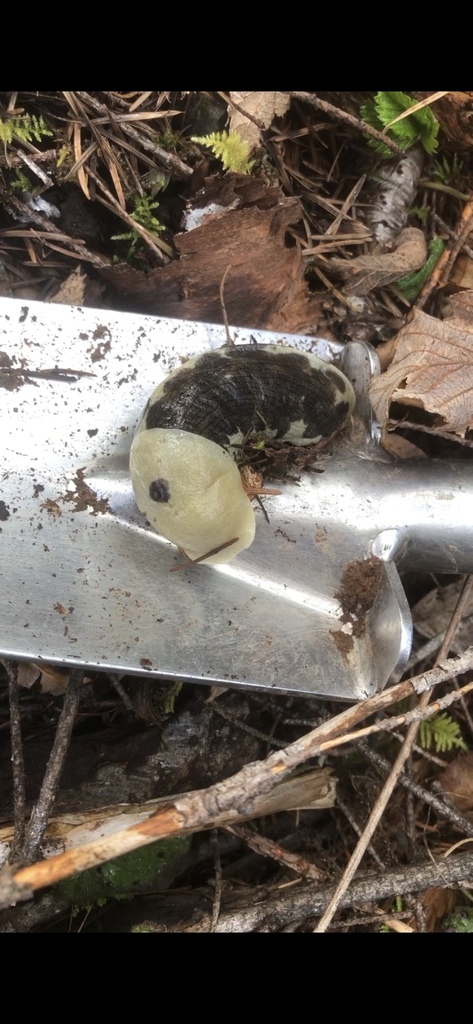 Pacific Banana Slug from South Shore Rd, Cowichan Valley, BC, CA on ...