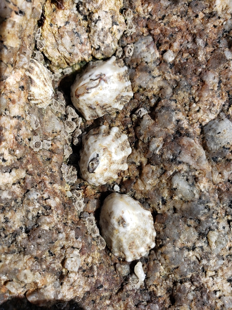 Rough Limpet from Asilomar State Beach, Monterey County, US-CA, US on ...