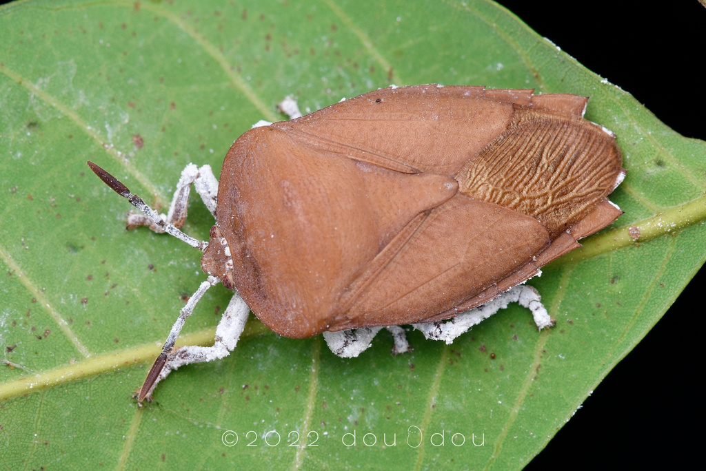 Lychee Stink Bug from 中国海南省海口市美舍河 on January 22, 2022 at 12:59 PM by 豆豆 ...
