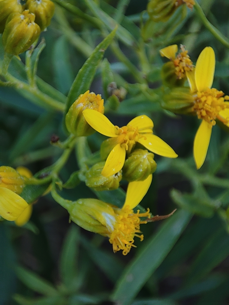 azomiate desde 37948 Gto., México el 31 de marzo de 2022 a las 05:03 PM ...