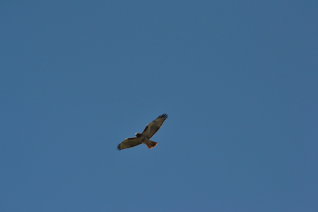 Red-tailed Hawk from Tapalpa, Jal., México on December 13, 2020 at 10: ...