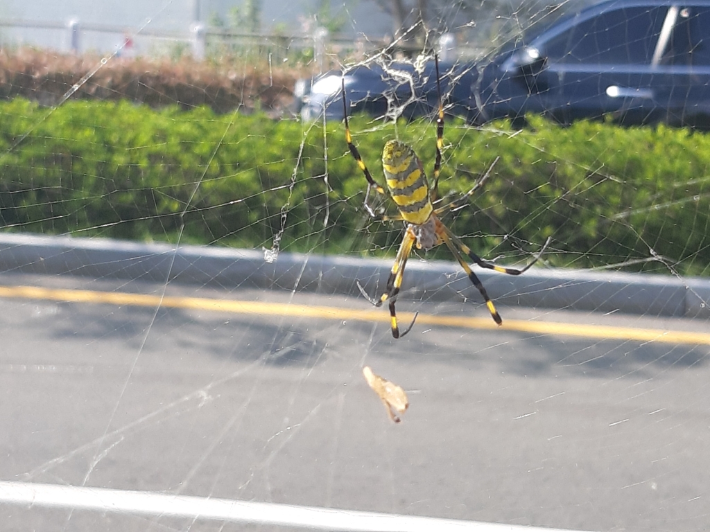 Joro Spider from Yeongdo on October 4, 2021 at 09:54 AM by Sasha Rhynie ...