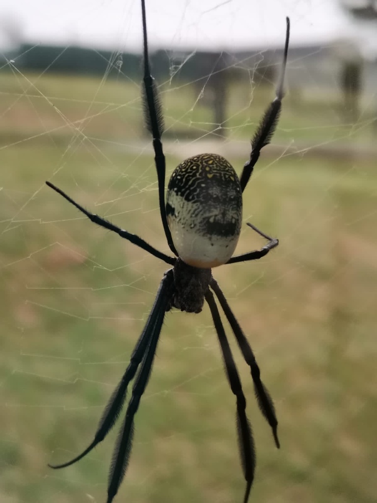 Hairy Golden Orb-weaving Spider from Forest Loop, Port Elizabeth, EC ...