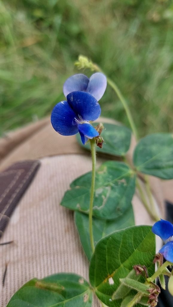 creeping vigna from Kureelpa QLD 4560, Australia on March 31, 2022 at ...
