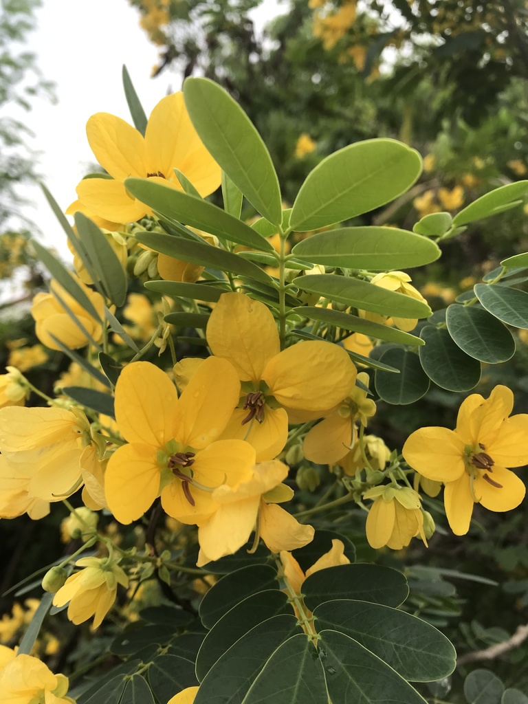 Smooth Senna from ซอย 8/2, เมืองนครราชสีมา, จ.นครราชสีมา, TH on April 1 ...