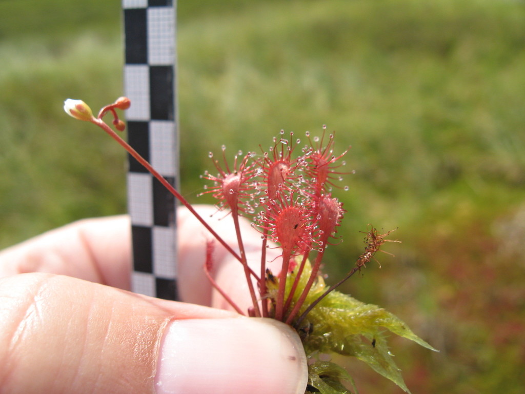 spoonleaf sundew from Crawford County, MI, USA on July 10, 2009 at 11: ...