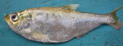 Amazon ilisha (Ilisha amazonica) · iNaturalist