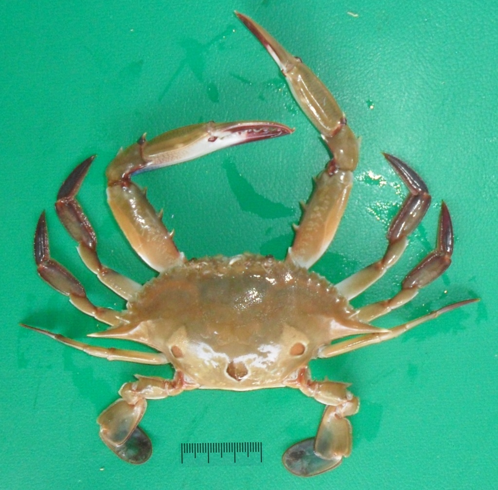 Three-spotted Swimmer Crab from Tokar, SD-RS, SD on January 07, 2017 by ...